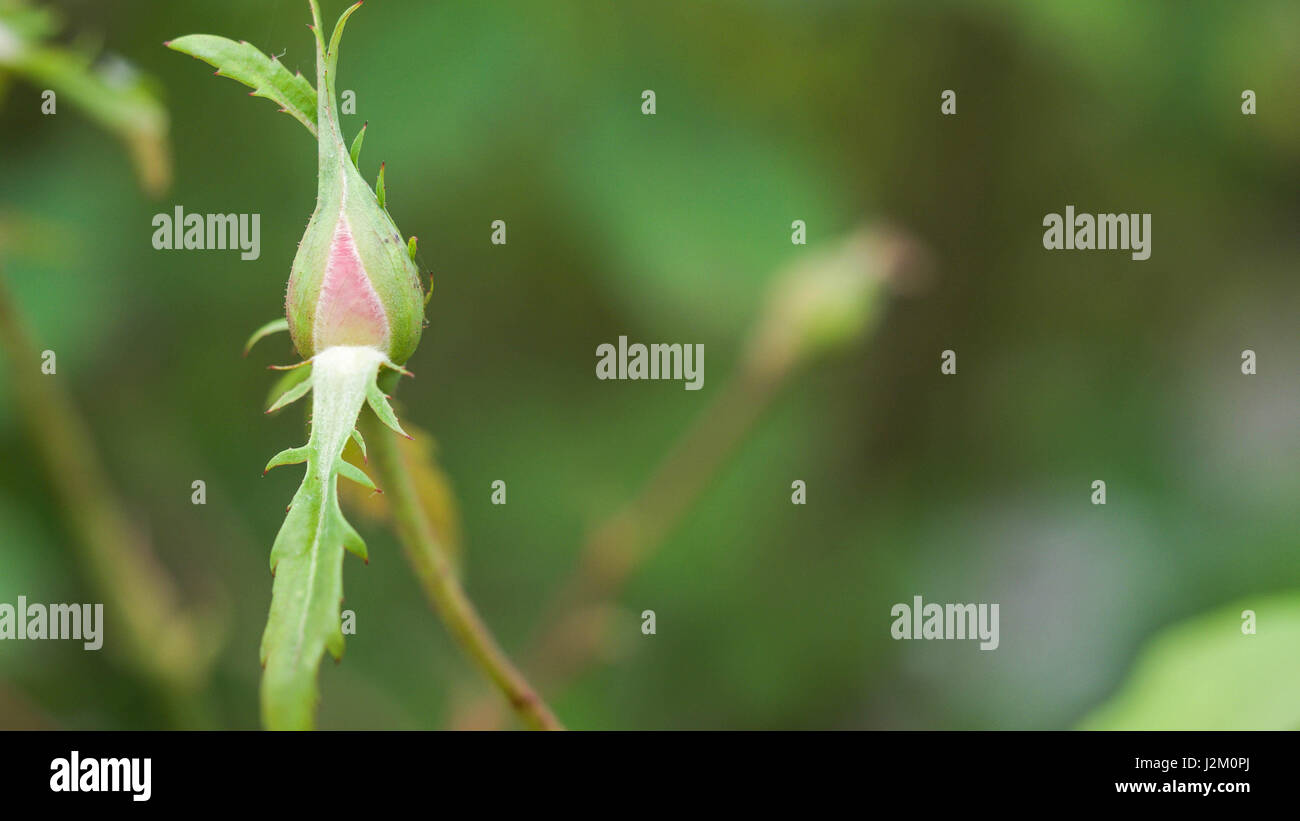 Small Flower Bud with green background Stock Photo - Alamy