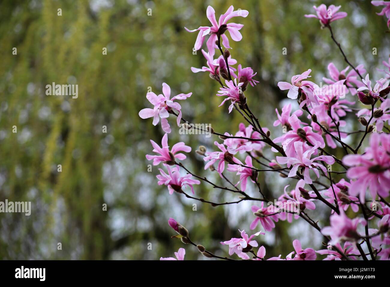 Magnolia Loebneri (Leonard Messel)pink star shaped Magnolia in full ...