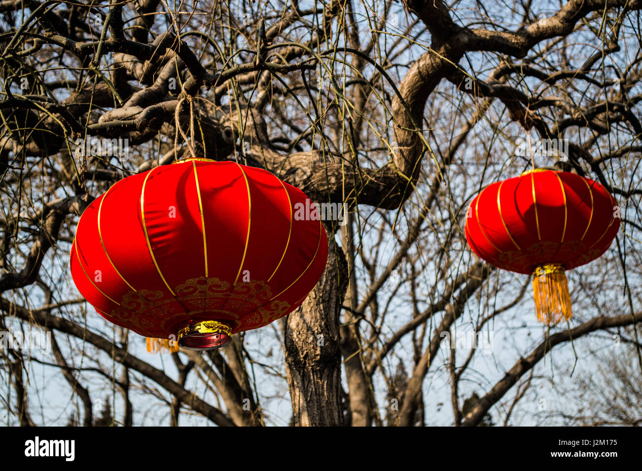 Chinese Lantern Tree High Resolution Stock Photography and Images - Alamy
