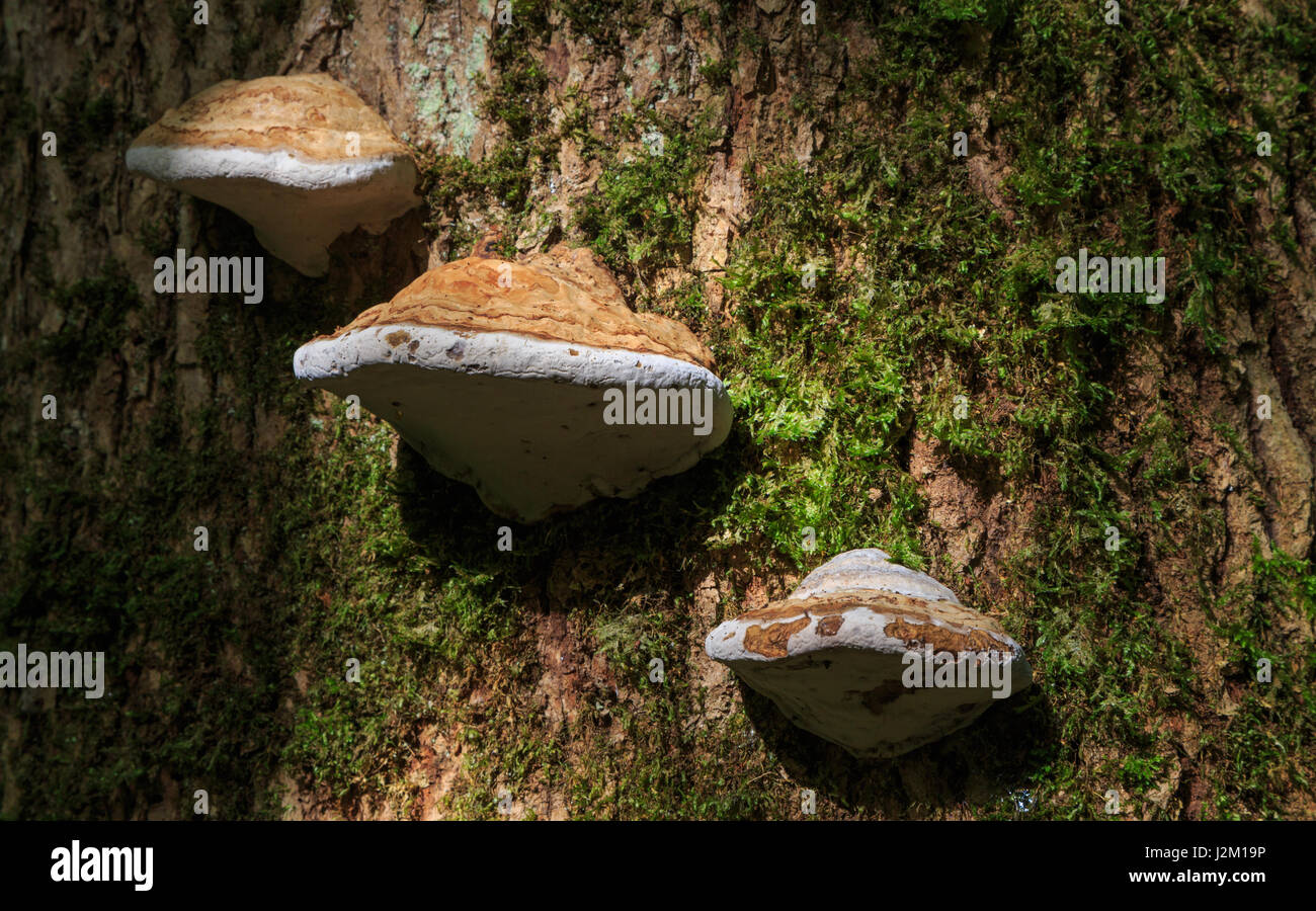 Polypore Logo Foraging Guide Giant Polypore | UK Foraging