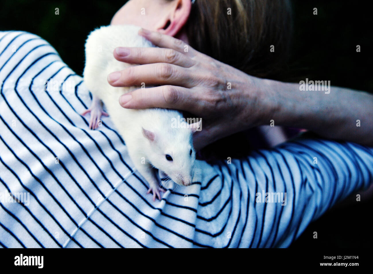White rat on a shoulder, Paris, France Stock Photo - Alamy