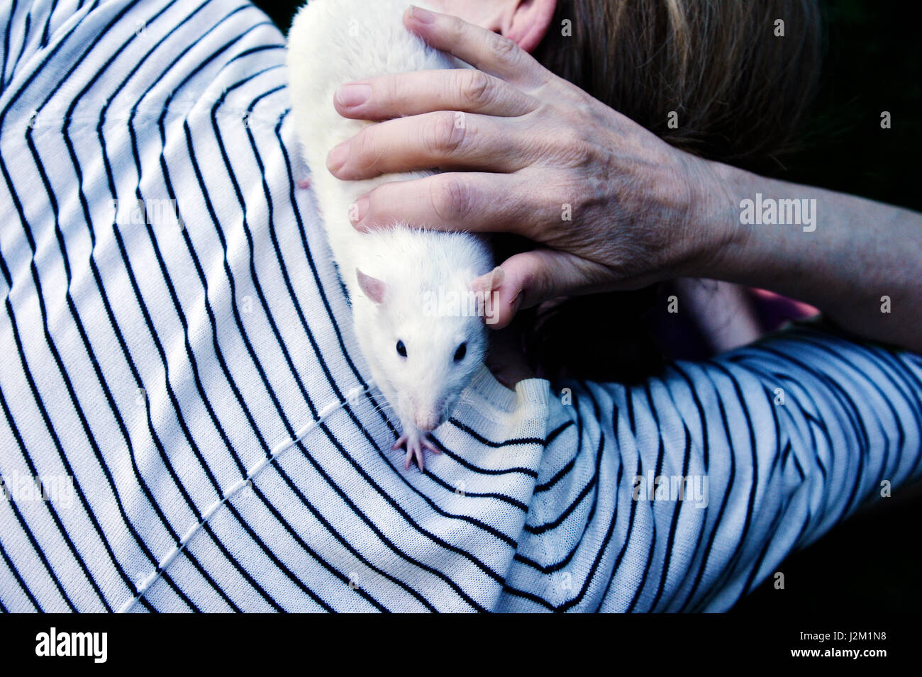 Rat with human ear hi-res stock photography and images - Alamy