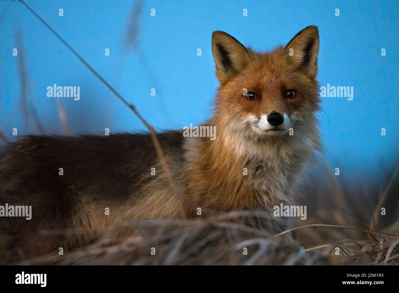 Red fox (Vulpes vulpes) seemingly surprised after pumping into ...