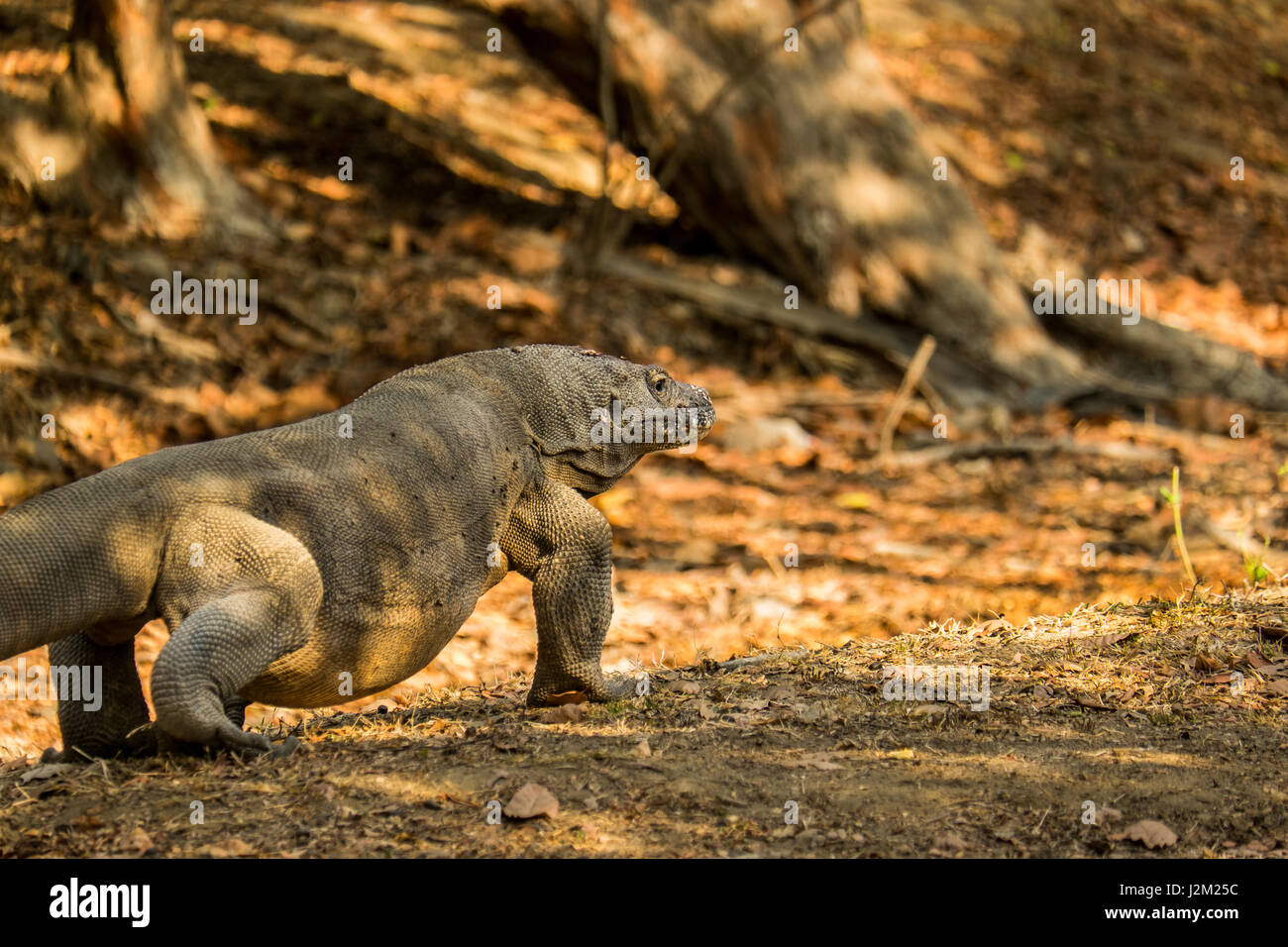 Komodo dragon saliva hi-res stock photography and images - Alamy