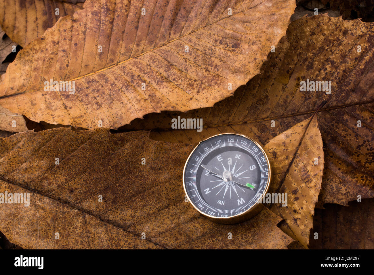 Compass an instrument for determining directions placed on dry leaves ...