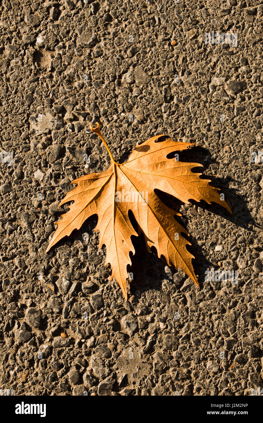 Beautiful dry autumn leaf placed on a certain background Stock Photo ...