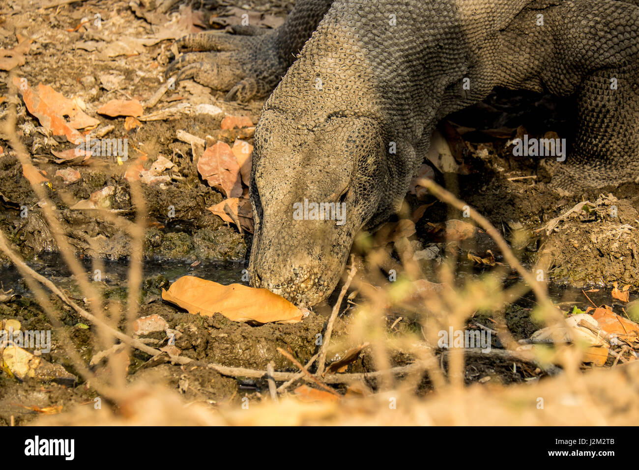 Komodo dragon saliva hi-res stock photography and images - Alamy