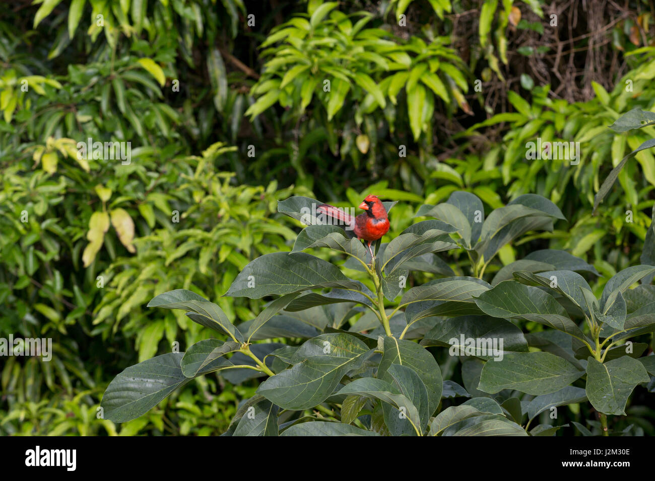 Cardinal in tree hi-res stock photography and images - Alamy
