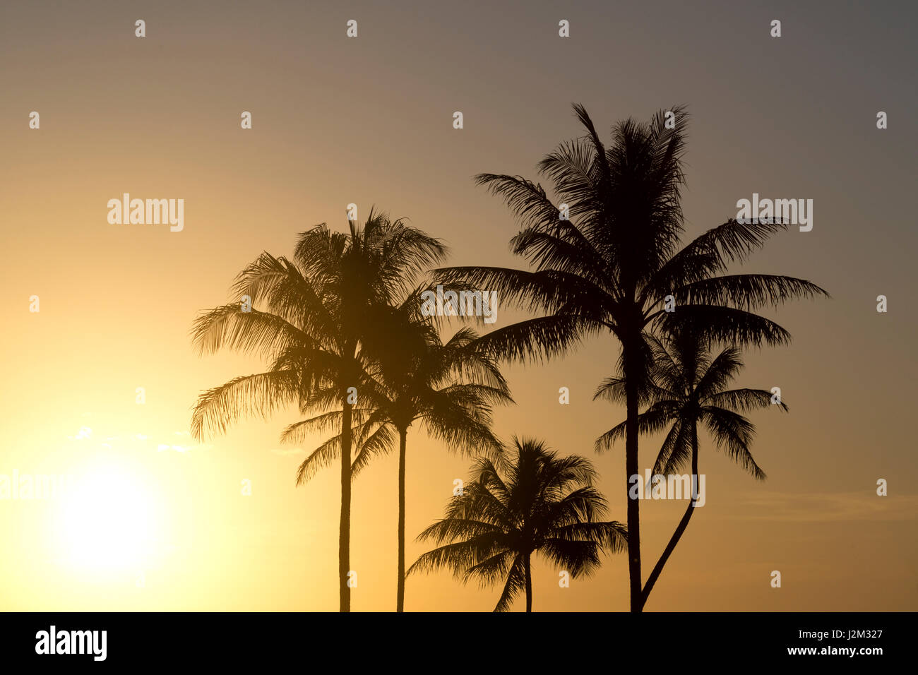 Crooked Palm Tree High Resolution Stock Photography and Images - Alamy