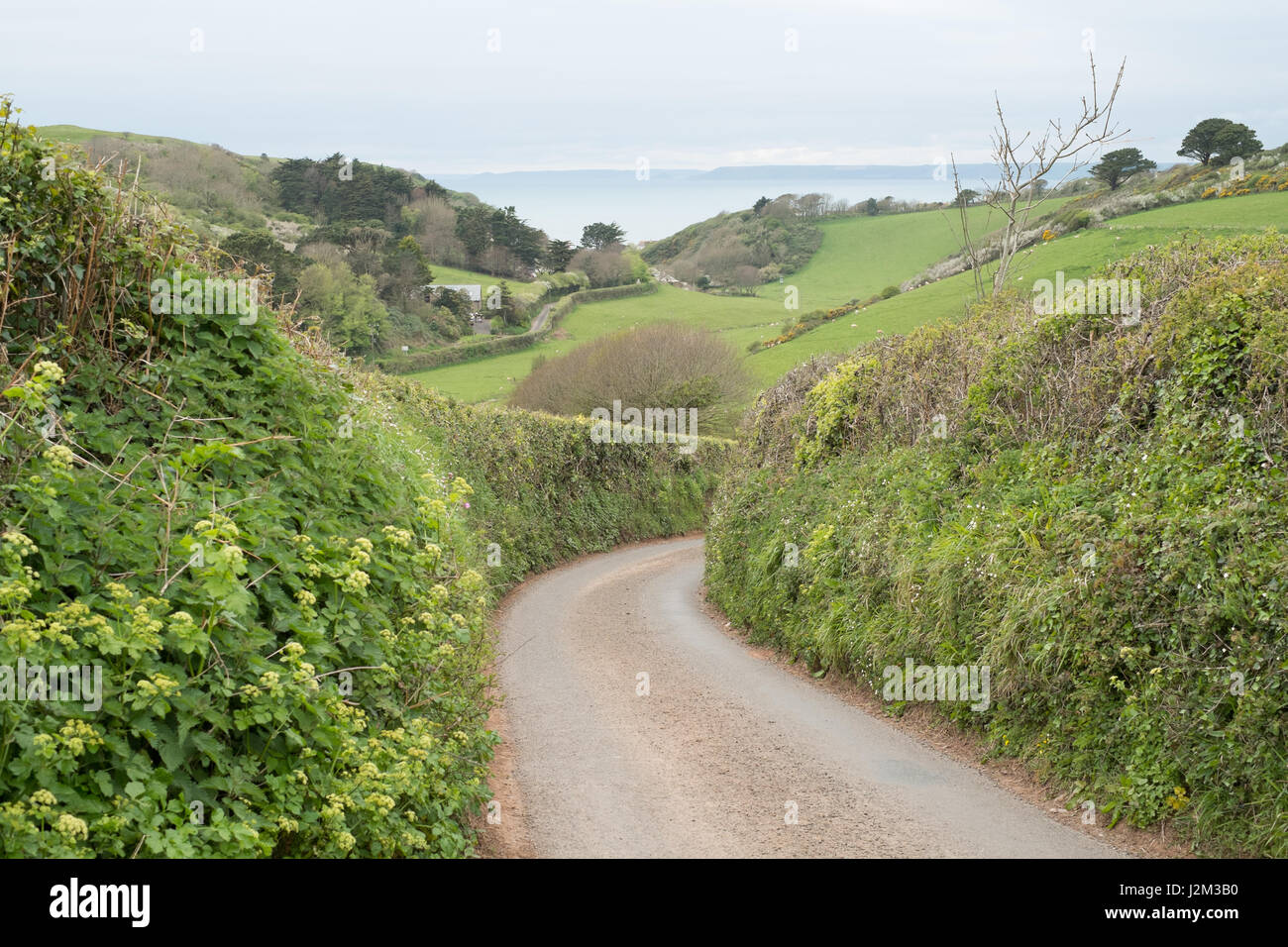 Rural country lane near Hope Cove, South Devon, England, united Kingdom ...