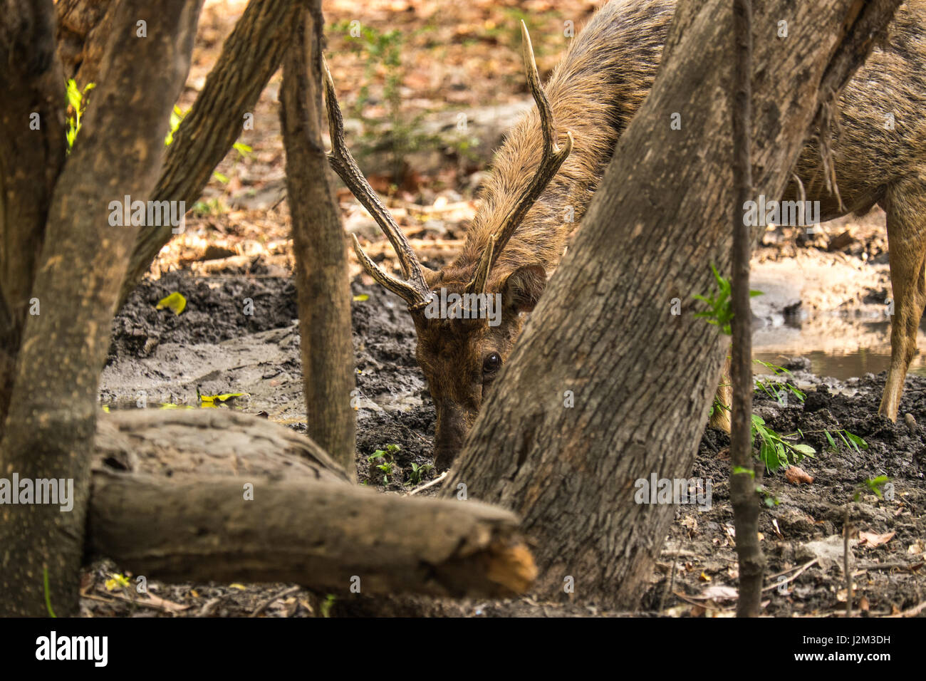Timor deer komodo national park hi-res stock photography and images - Alamy