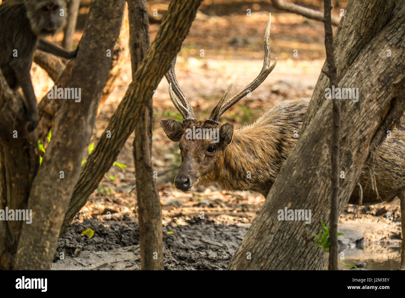 Timor deer komodo national park hi-res stock photography and images - Alamy