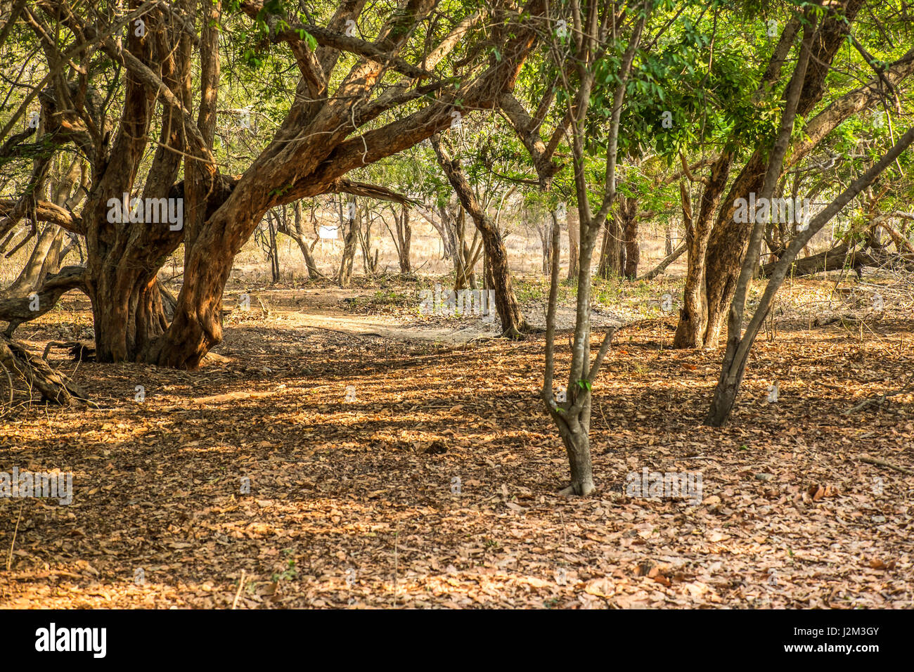 Open vegetation hi-res stock photography and images - Alamy