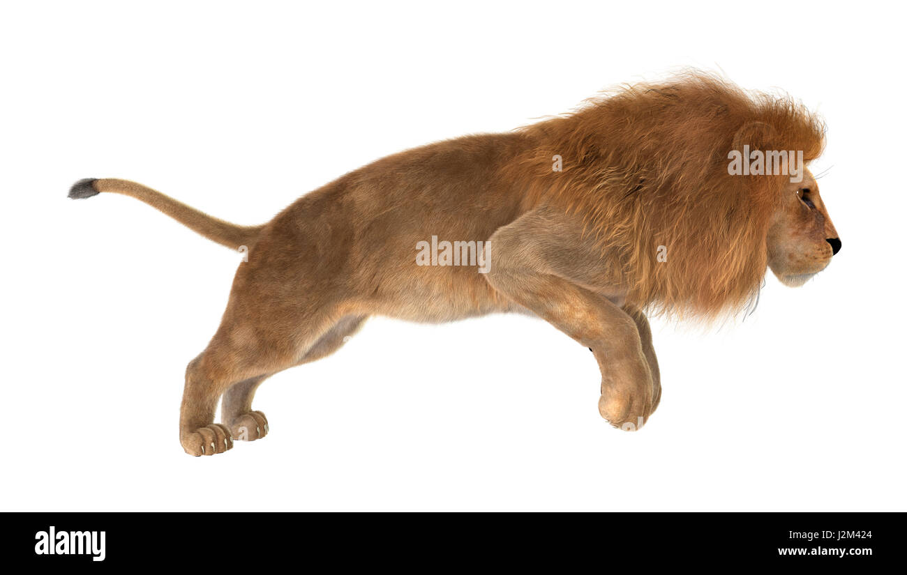 3D digital render of a male lion hunting isolated on white background ...