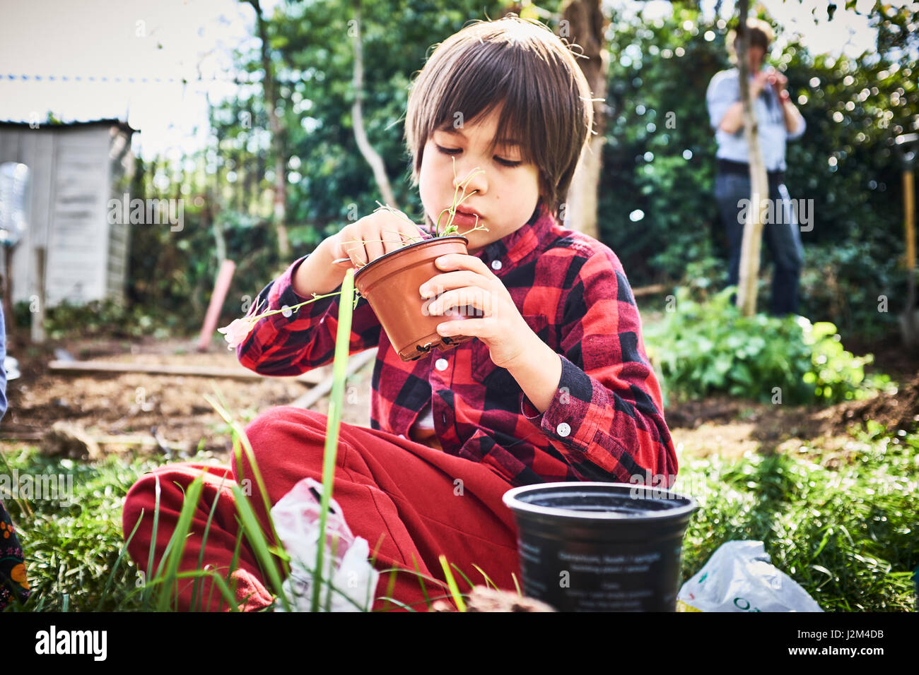 Mixed race Chinese British boy at the allotment Stock Photo - Alamy