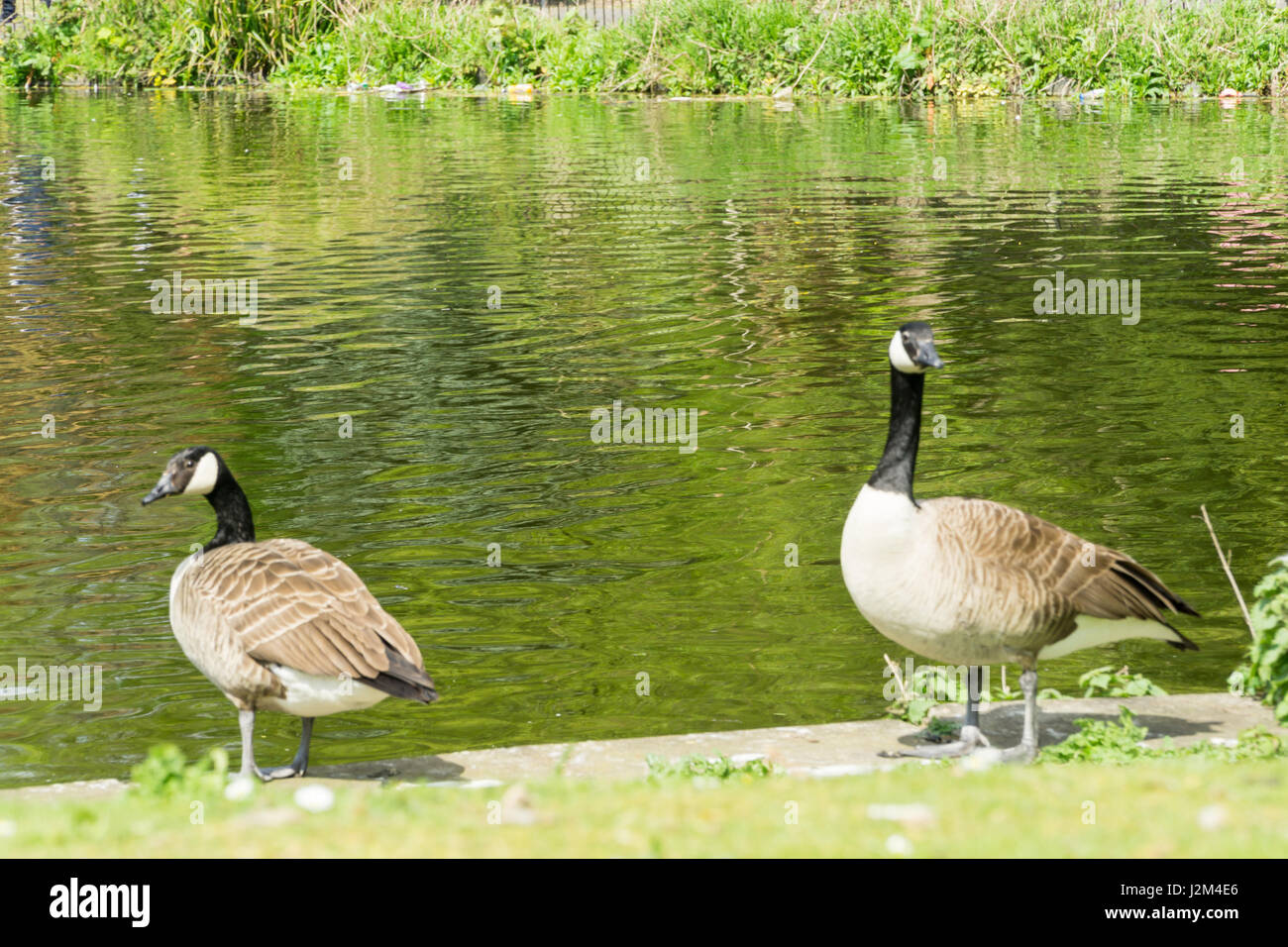 Geese lake hi-res stock photography and images - Alamy