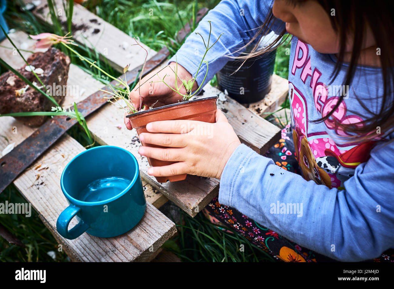 3 Year old girl planting/potting flowers at a British allotment Stock ...