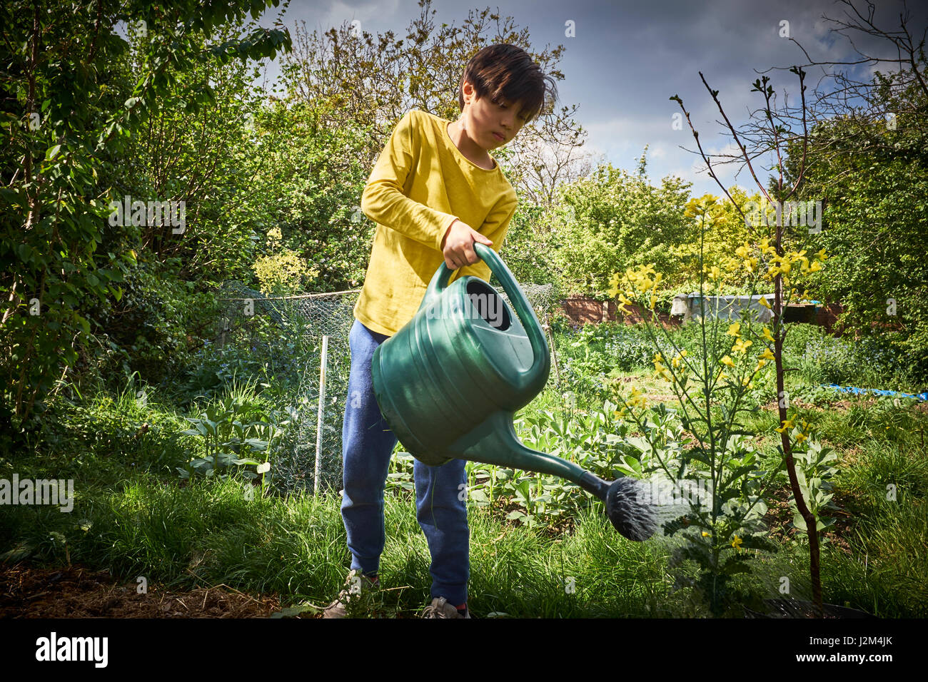Mixed race Chinese British boy at the allotment Stock Photo - Alamy