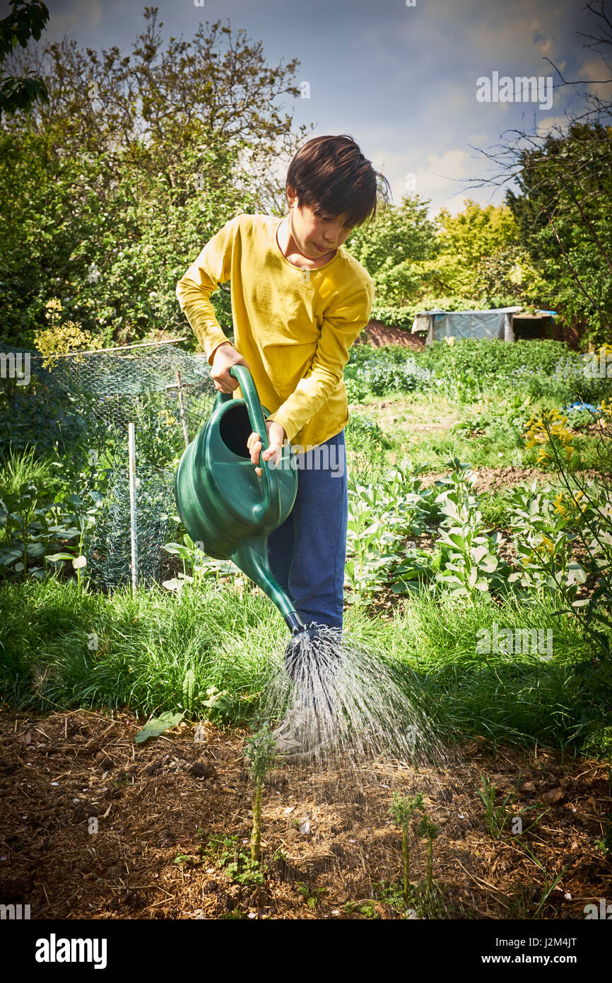 Mixed race Chinese British boy at the allotment Stock Photo - Alamy