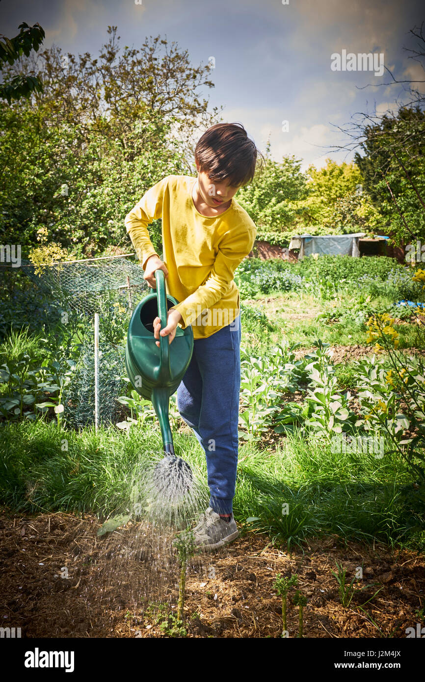 Mixed race Chinese British boy at the allotment Stock Photo - Alamy