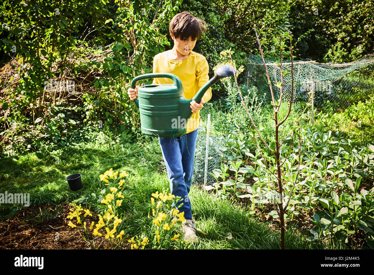 Mixed race Chinese British boy at the allotment Stock Photo - Alamy