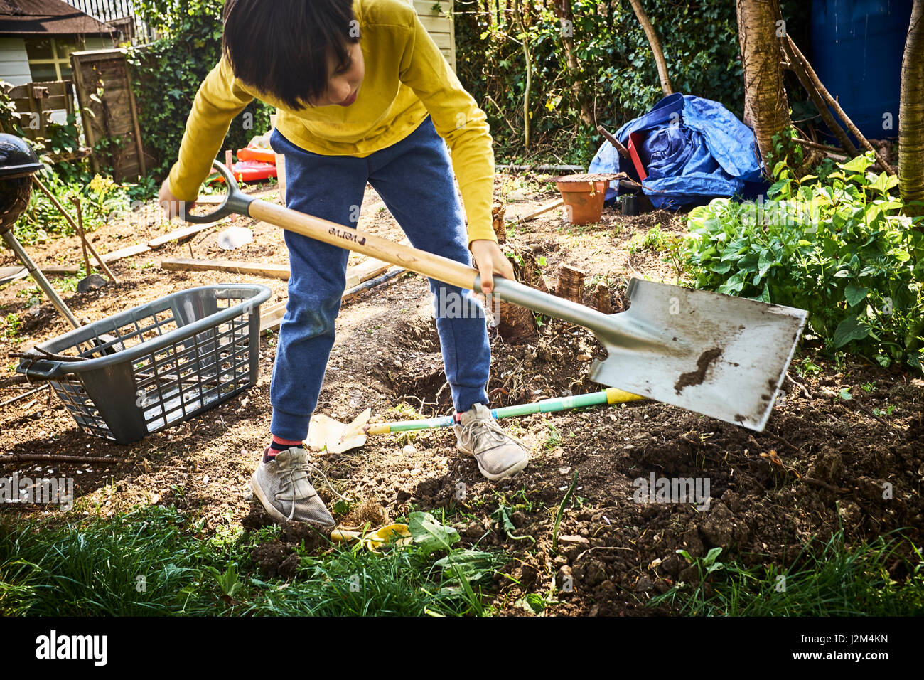 Young mixed race boy digging in a British allotment Stock Photo - Alamy