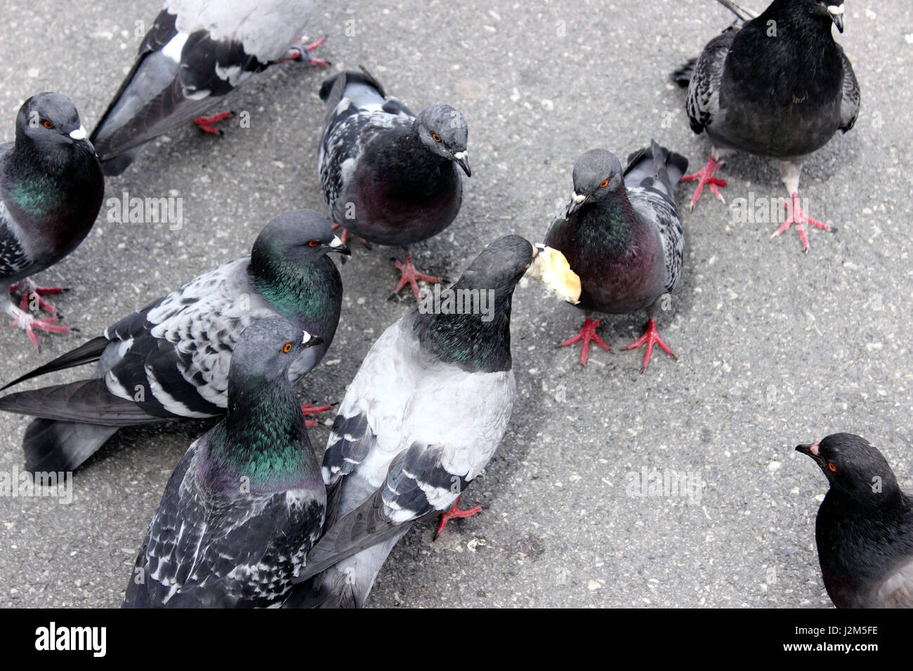 Pigeons birds eating bread hi-res stock photography and images - Alamy