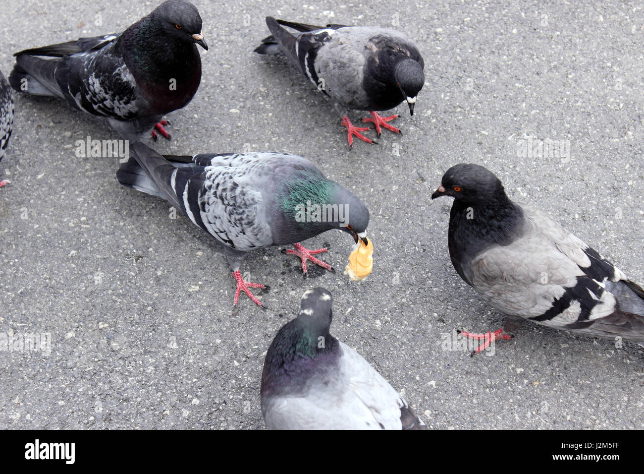 Pigeon eating hi-res stock photography and images - Alamy