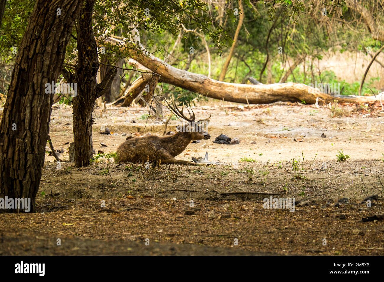 Timor deer komodo national park hi-res stock photography and images - Alamy