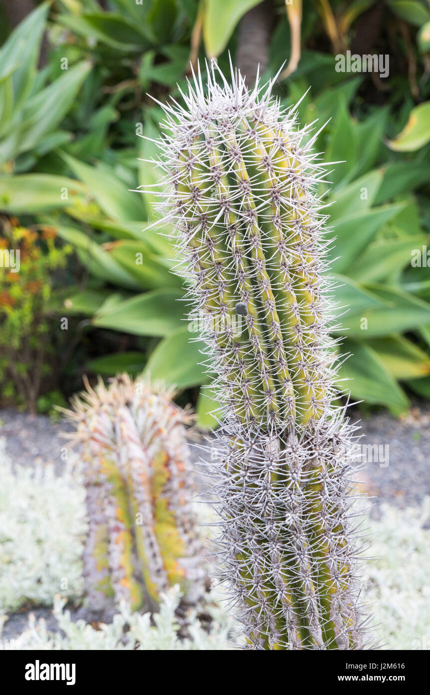New Zealand, North Island, Hawkes Bay, Napier, Sunken Gardens, cactus ...