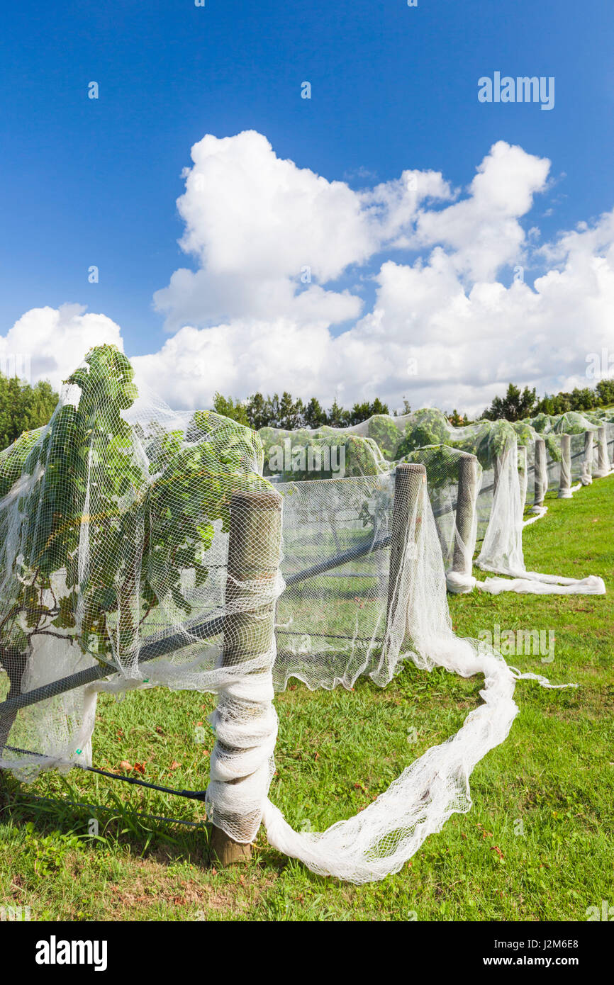 New Zealand, North Island, Auckland, vineyard Stock Photo - Alamy