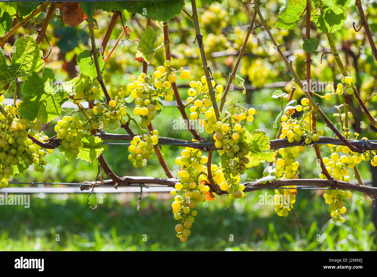 New Zealand, North Island, Auckland, vineyard Stock Photo - Alamy