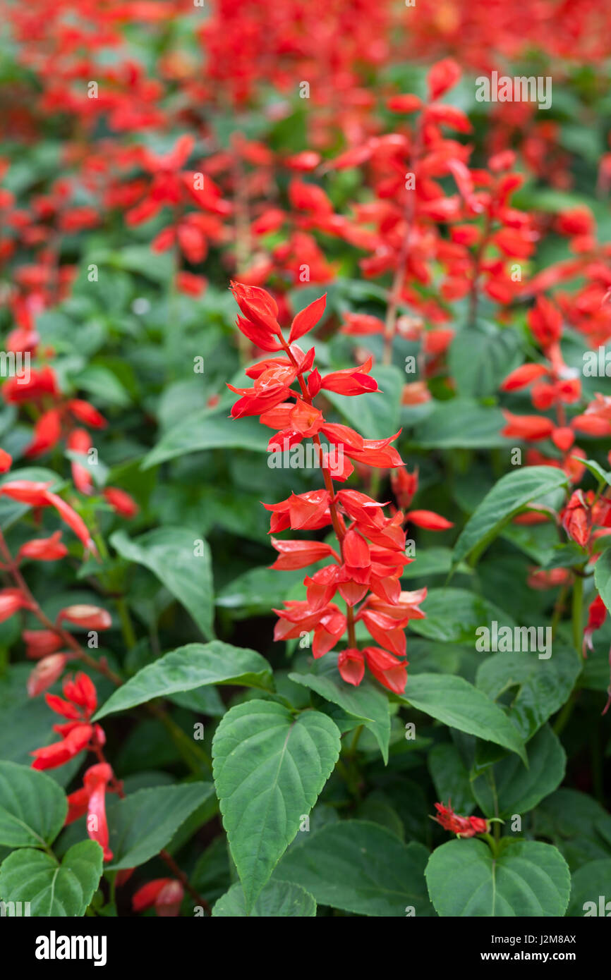 Close-up Red Salvia (Salvia splendens Stock Photo - Alamy