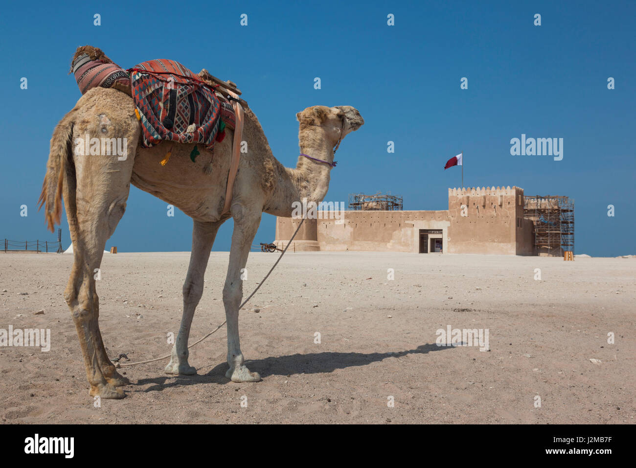 Qatar, Al Zubara, Al Zubara Fort, built in 1938, with camel Stock Photo ...