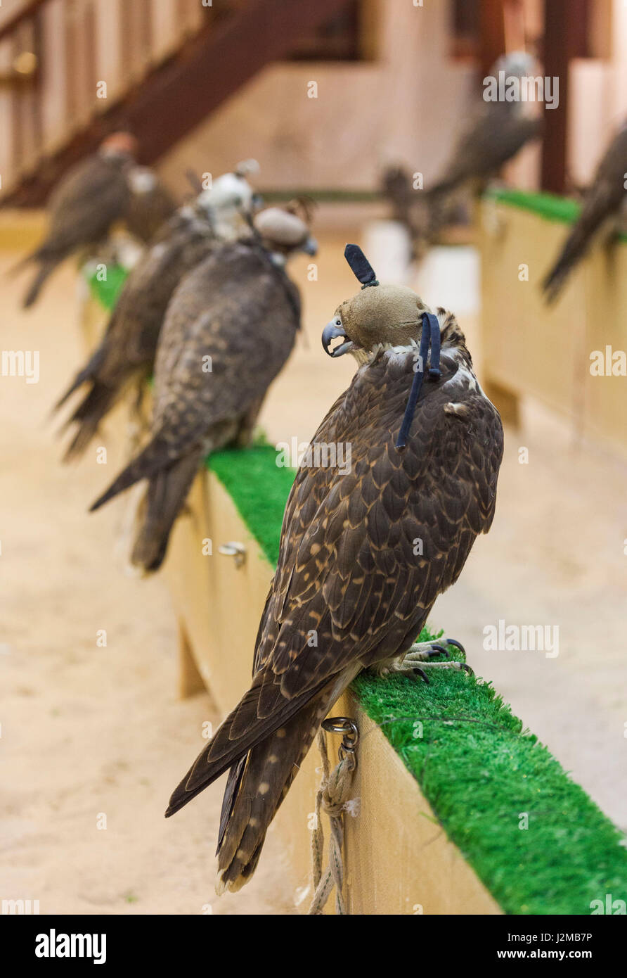 Qatar, Doha, Falcon Souq, market of Falcon birds for sale for Falcon ...