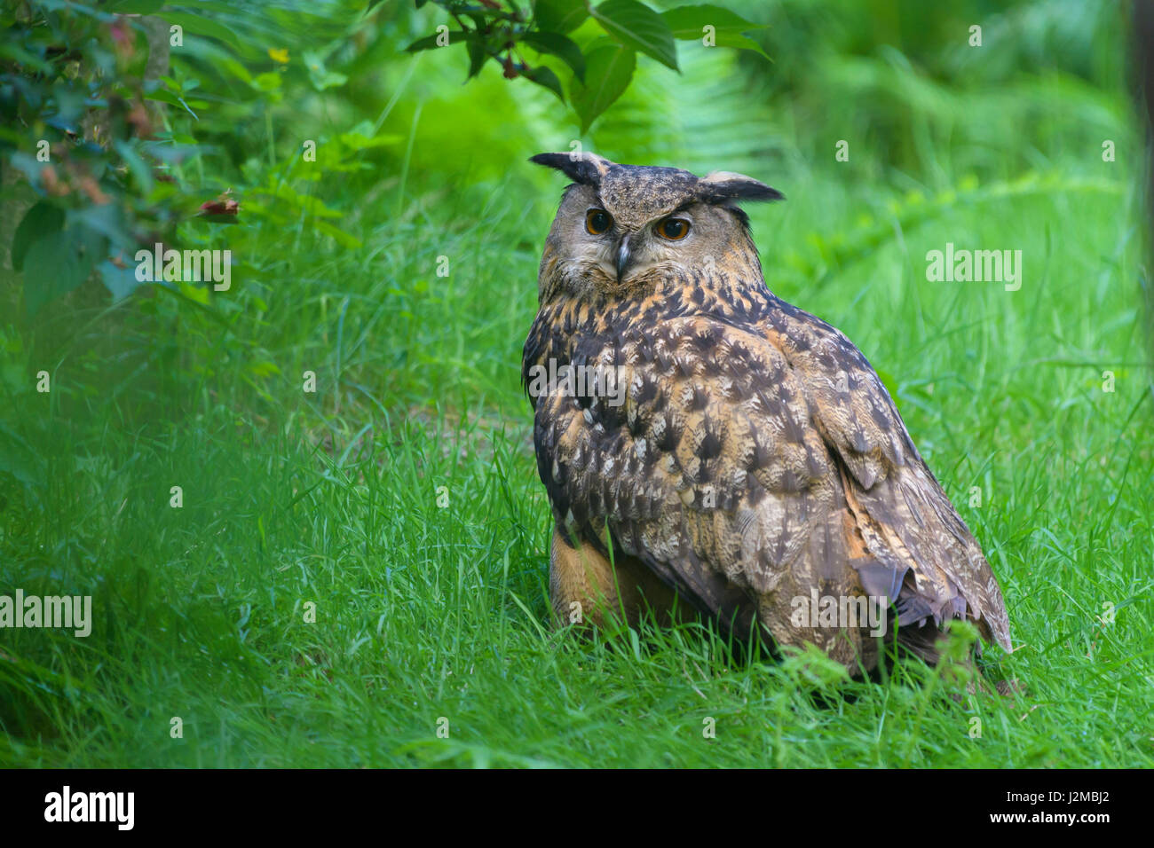 Eagle Owl, Bubo bubo, Germany, Europe Stock Photo - Alamy