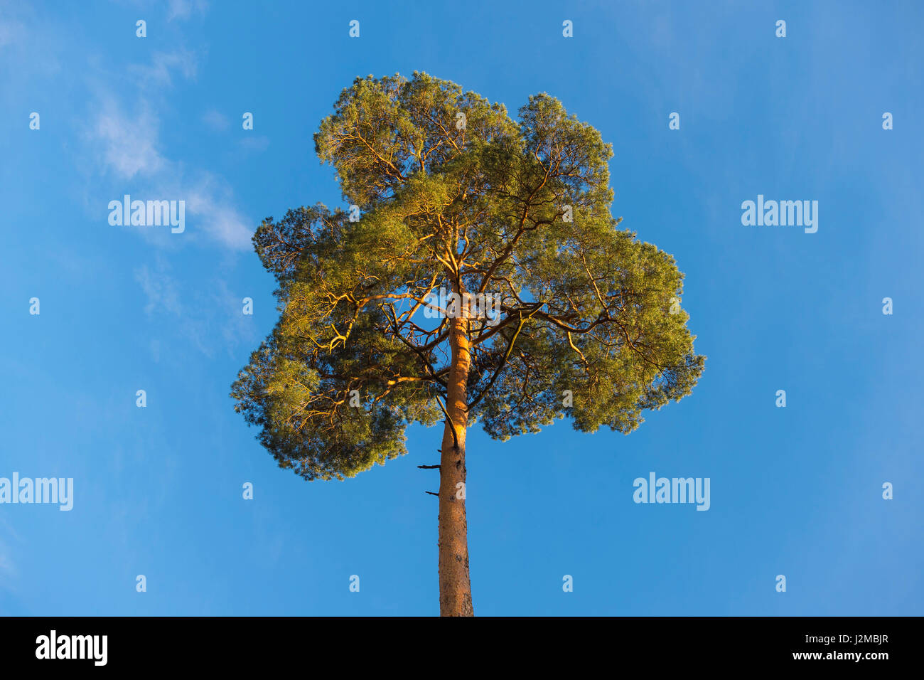 Pine tree in front of sky, Hesse, Germany Stock Photo - Alamy