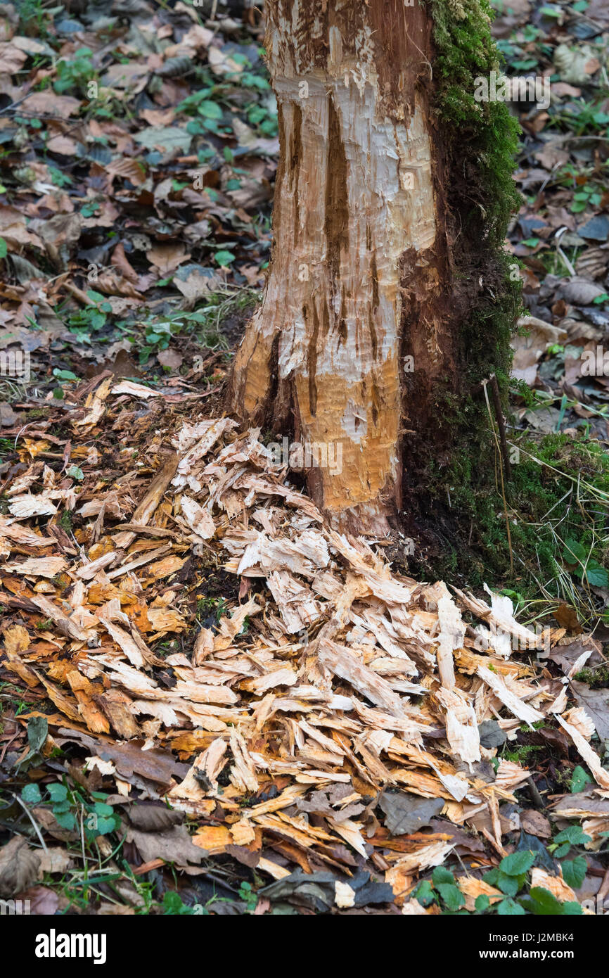 Teeth marks hi-res stock photography and images - Alamy