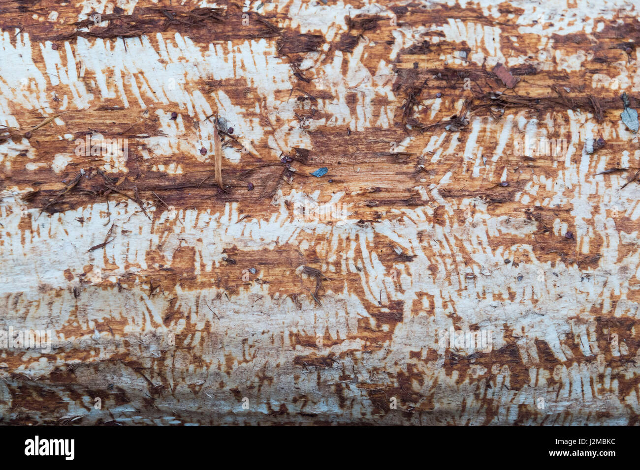 Beaver Showing Teeth High Resolution Stock Photography and Images - Alamy