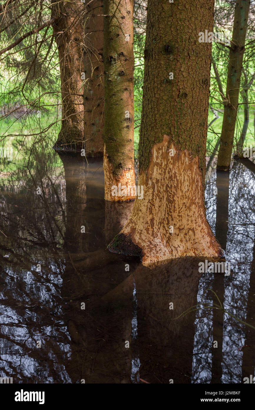 Tree trunk showing teeth marks from gnawing by european beaver, Castor ...