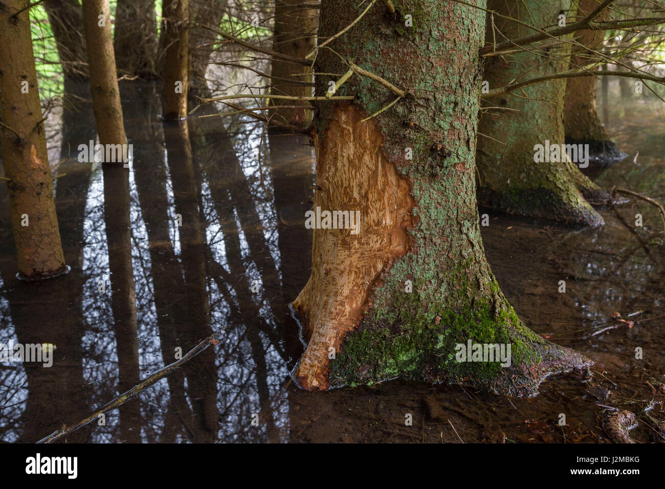 Tree trunk showing teeth marks from gnawing by european beaver, Castor ...