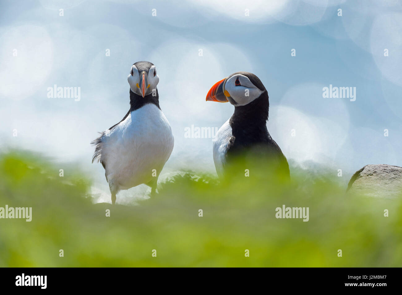 Atlantic Puffin, Fratercula arctica, Two Birds, Lens Flare, Europe ...
