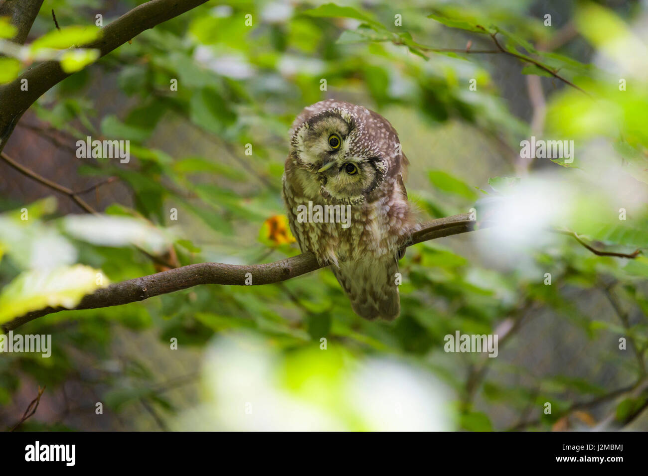 Tengmalm's Owl, Aegolius funereus, Bavaria, Germany Stock Photo - Alamy