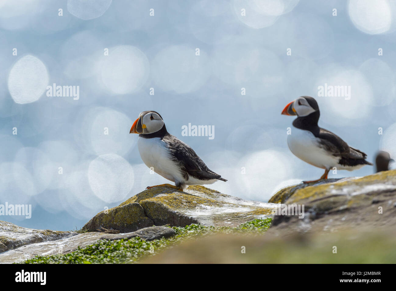 Atlantic Puffin, Fratercula arctica, Two Birds, Lens Flare, Europe ...