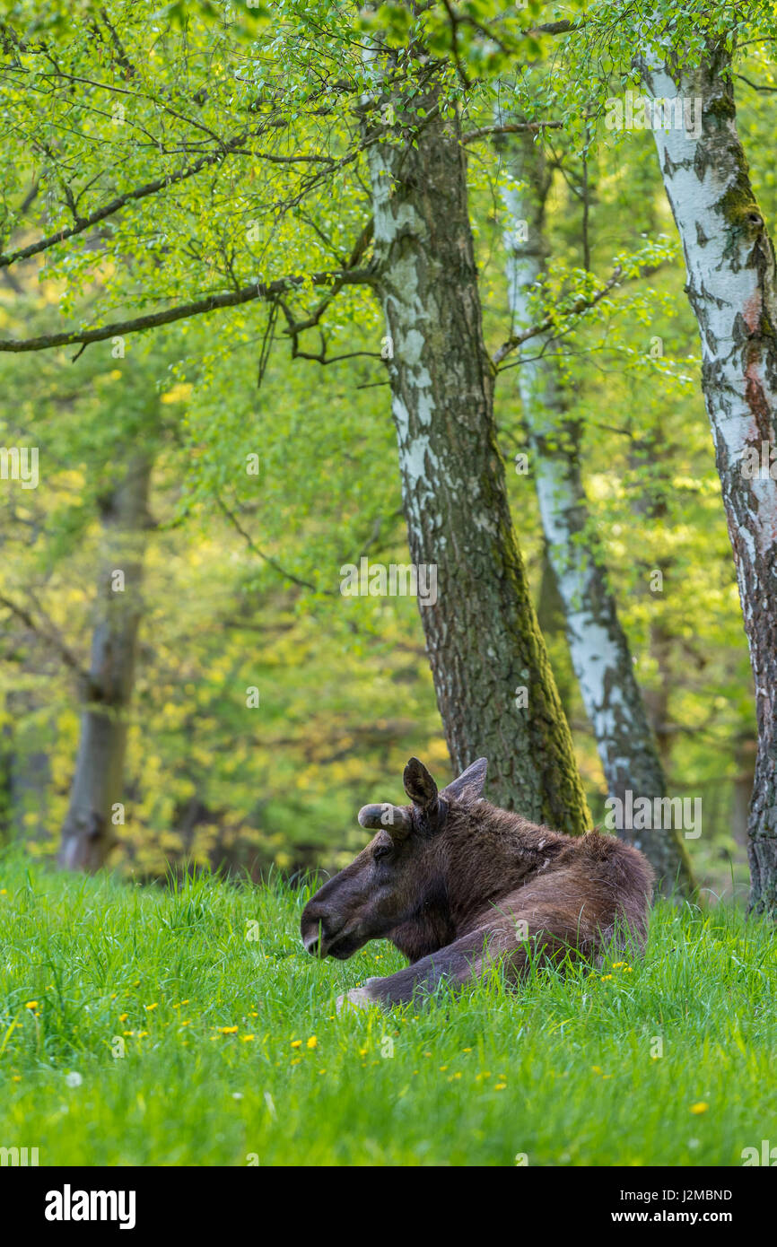 Moose, Elk, Alces alces, Spring, Germany, Europe Stock Photo - Alamy