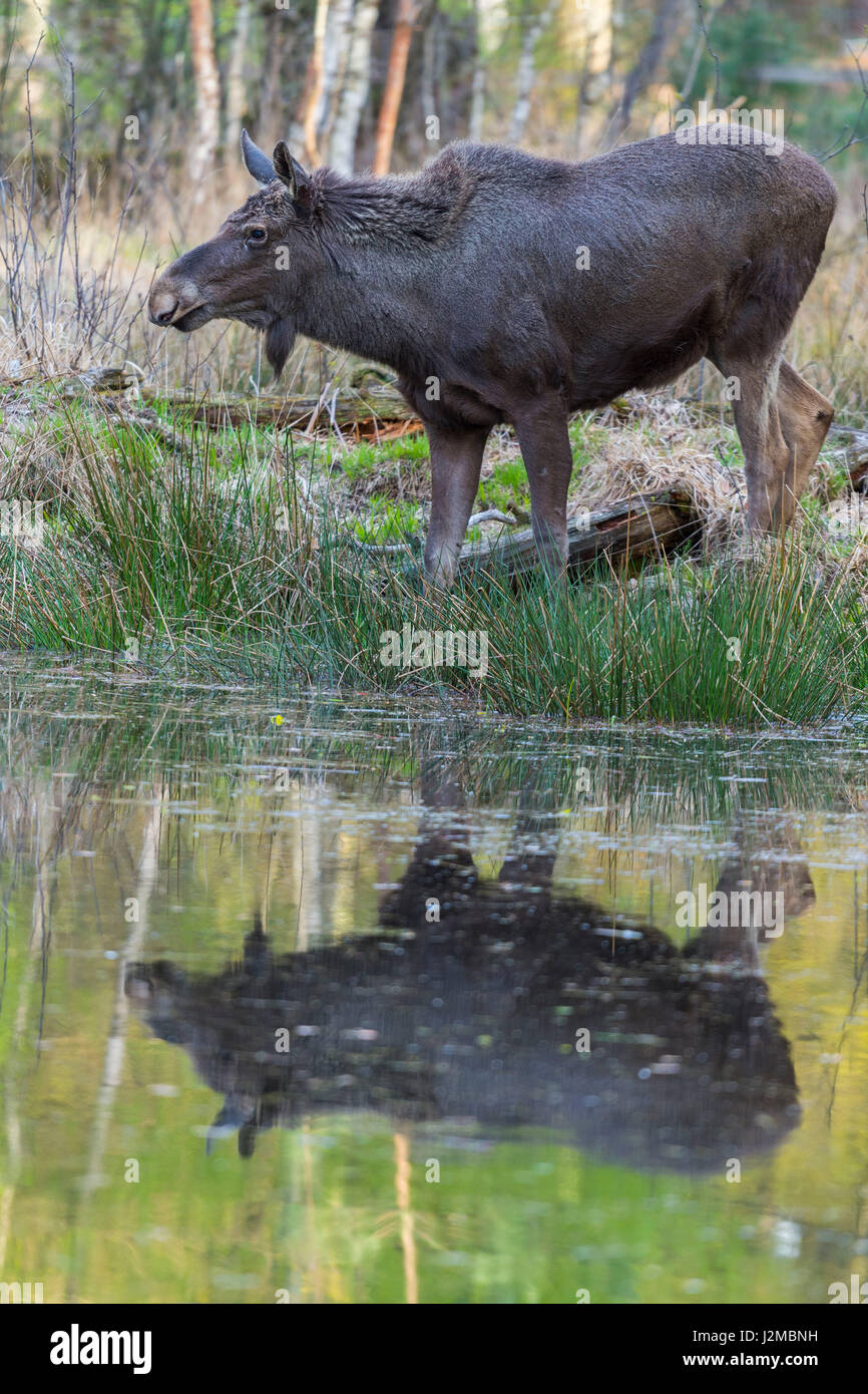 Moose, Elk, Alces alces, Germany, Europe Stock Photo - Alamy