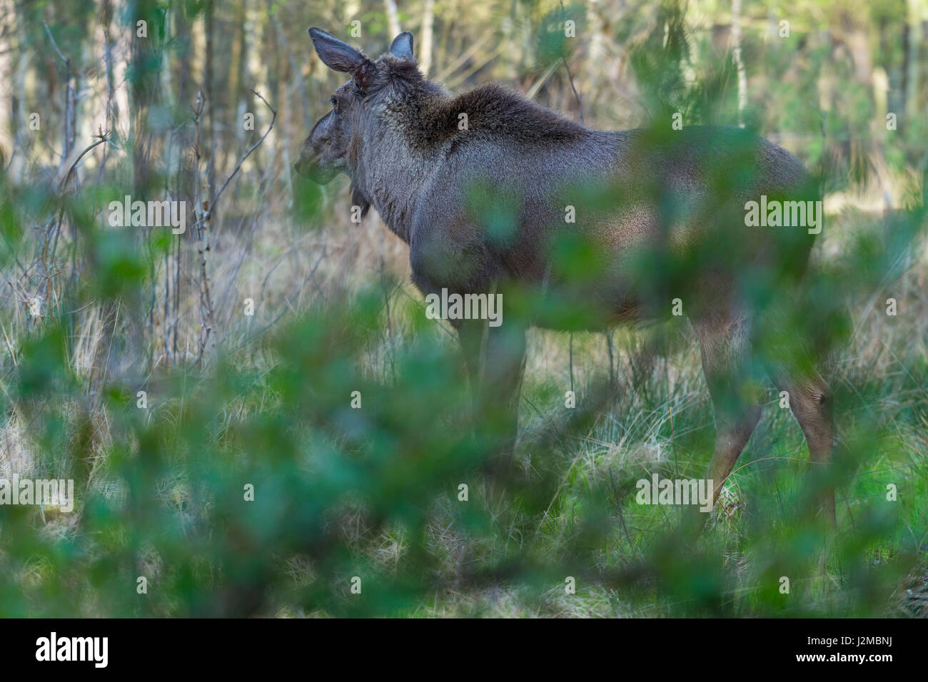 Moose, Elk, Alces alces, Germany, Europe Stock Photo - Alamy