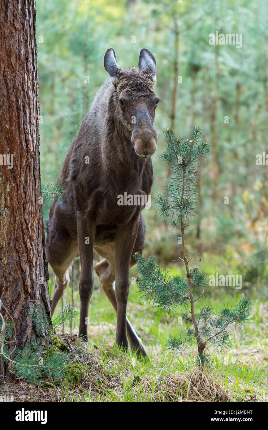 Moose, Elk, Alces alces, Germany, Europe Stock Photo - Alamy