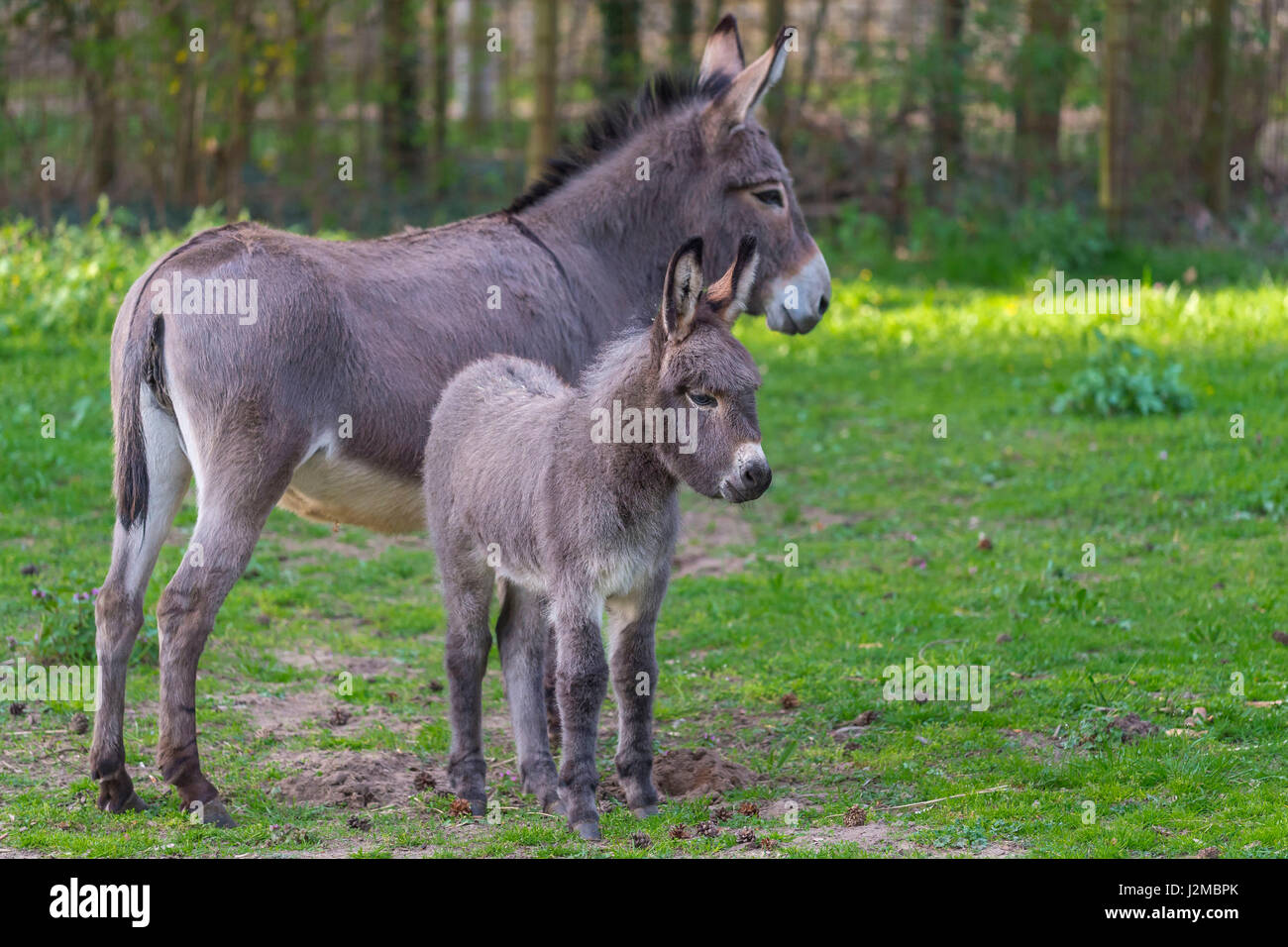 Female domestic donkey hi-res stock photography and images - Alamy