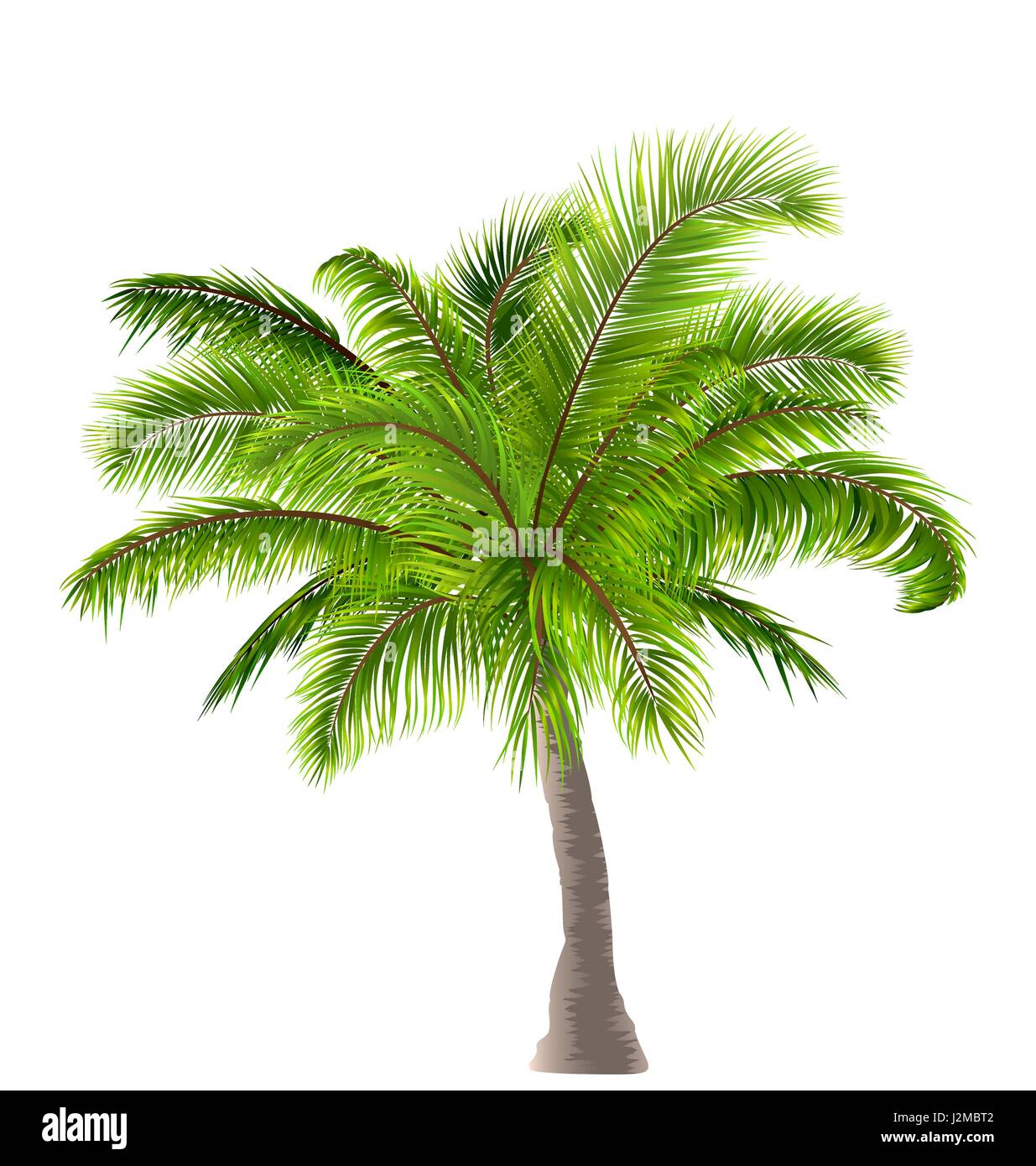 Realistic Palm Tree Isolated on White Background Stock Vector Image ...